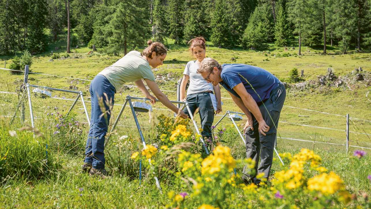 ETH Researchers Observe How Alpine Plants Respond to Climate Change - MRI